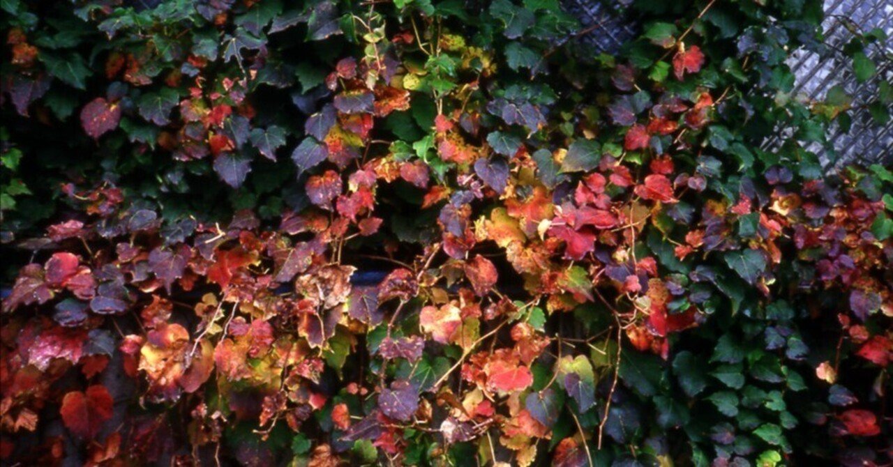 カメラの話を徒然に(19)｜robert_oku