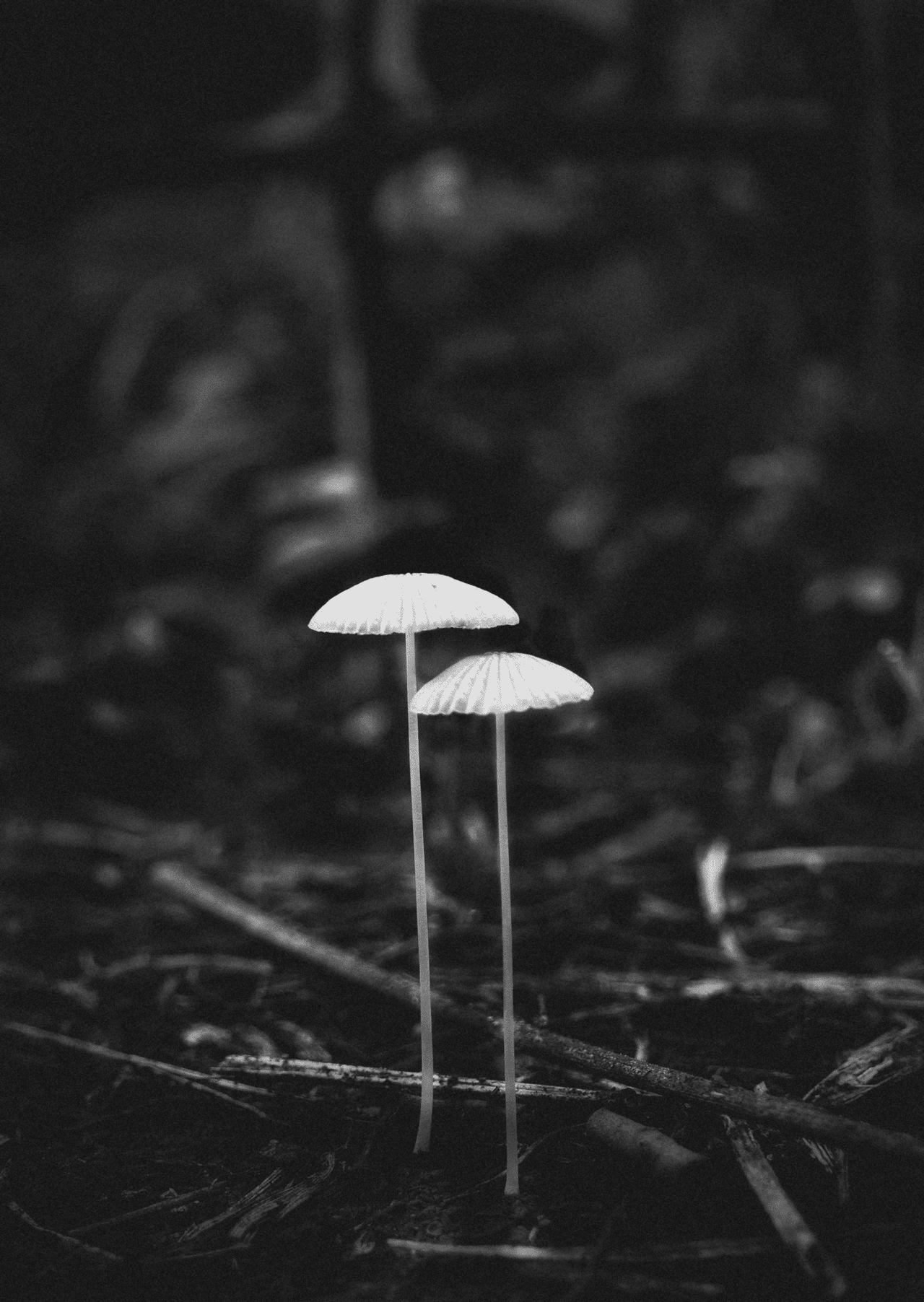 無題｜Yutaka Kano｜note