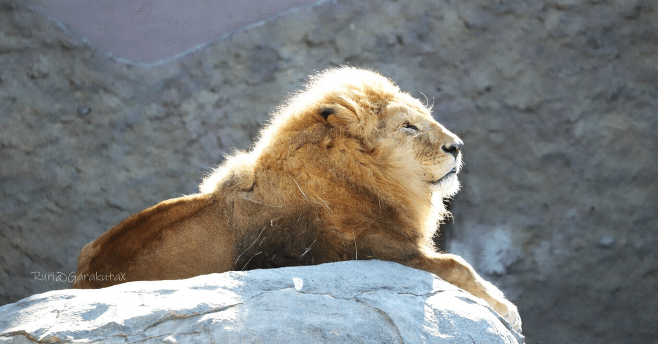 書評：ヒツジで終わる習慣、ライオンに変わる決断｜矢上泰雅/taiga yagami
