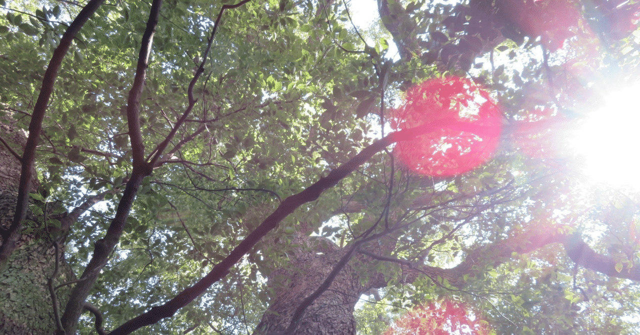 【小説】くすのき ー第1話ー｜Inokichi