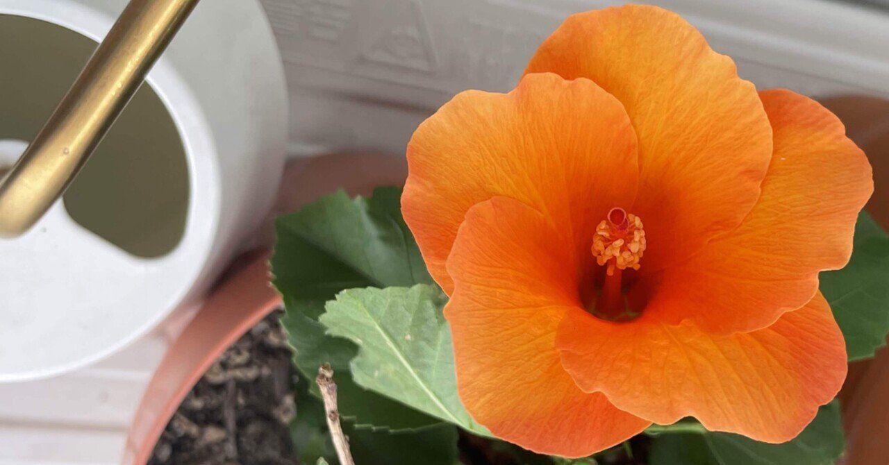 Uber eatsの誘惑｜saki｜note