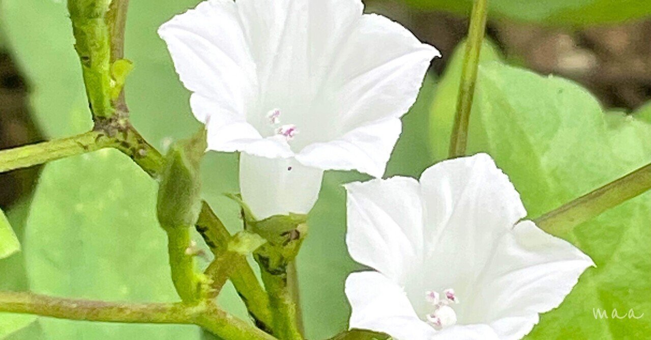 マメアサガオ｜maa