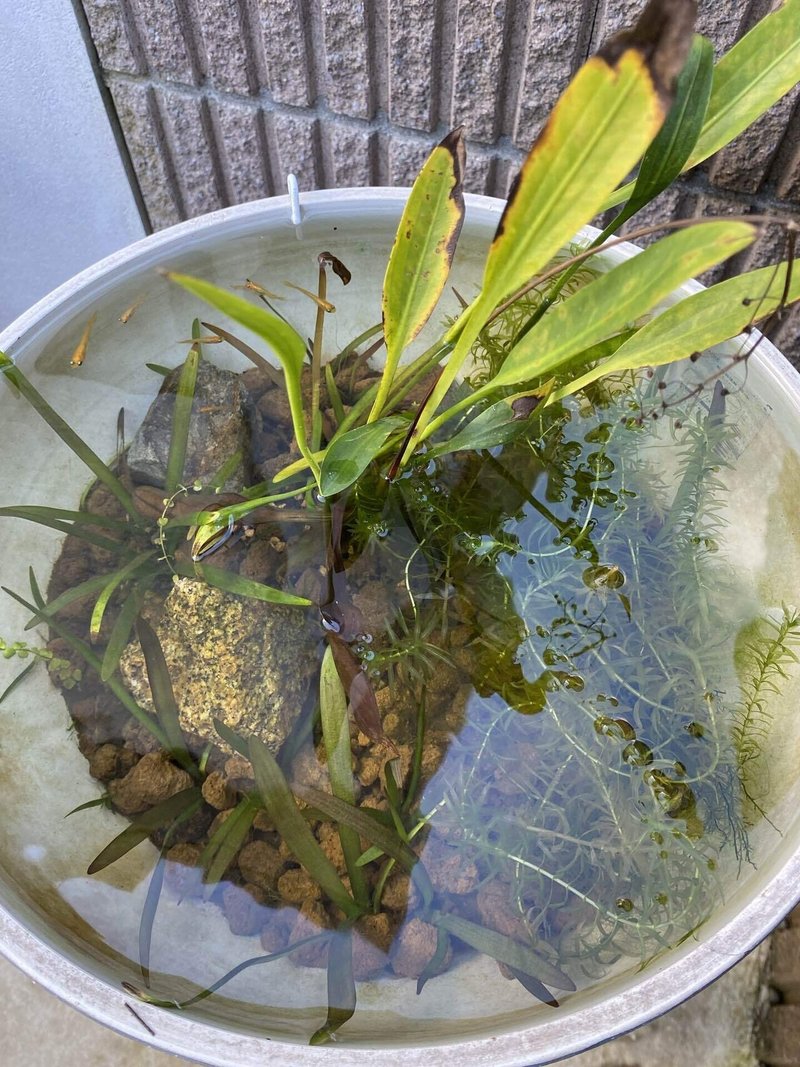 【メダカ】ビオトープのレイアウト変更｜shimpei ito｜note