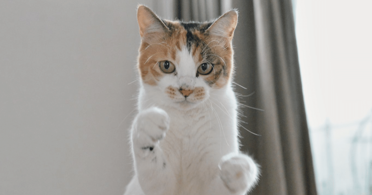 中山11R・セントライト記念 予想｜PhanTam｜note