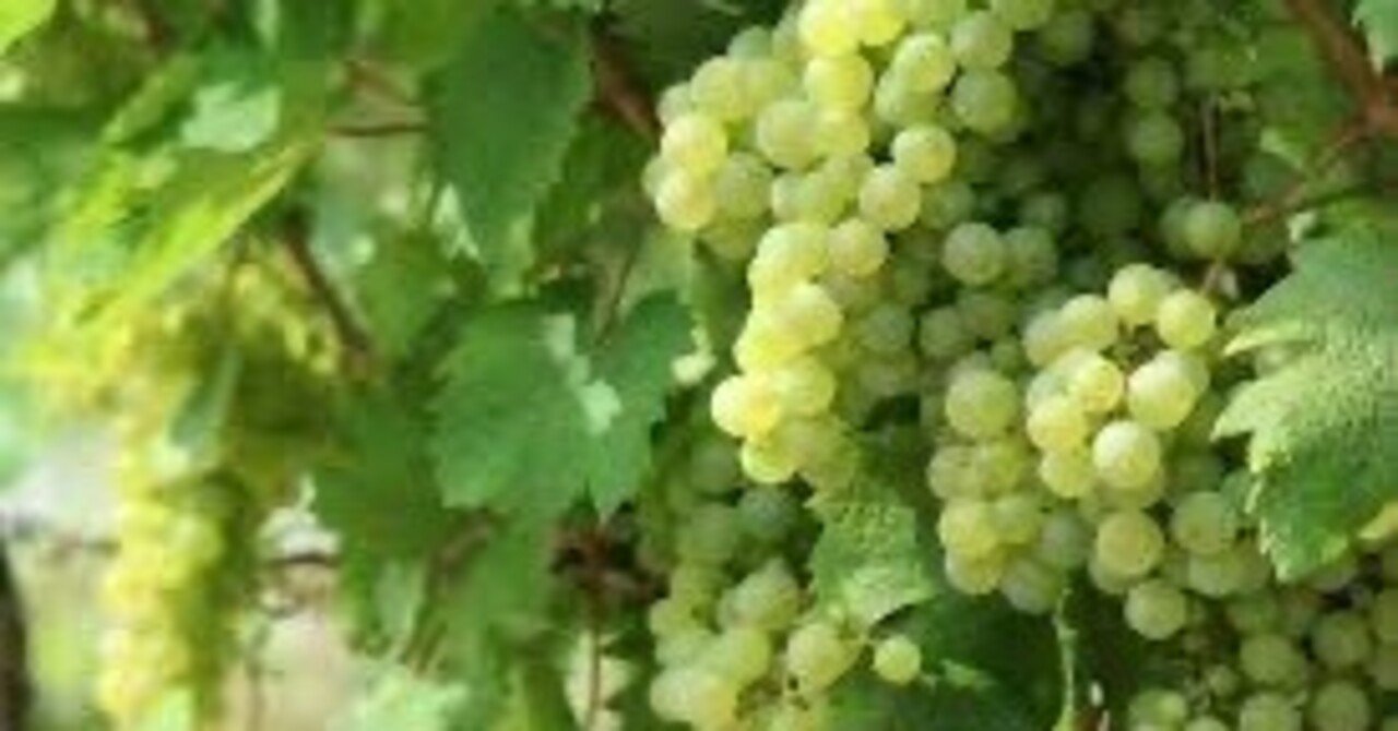 ソーヴィニヨン・ブランな女｜la saki｜note