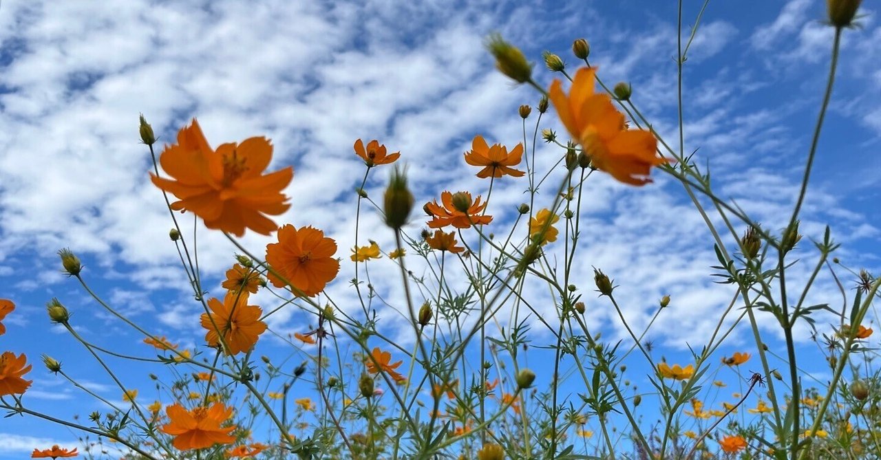ゆるゆるプチキャン♫｜🌱𝕂𝔸ℤ𝕌𝕂𝕆🌱