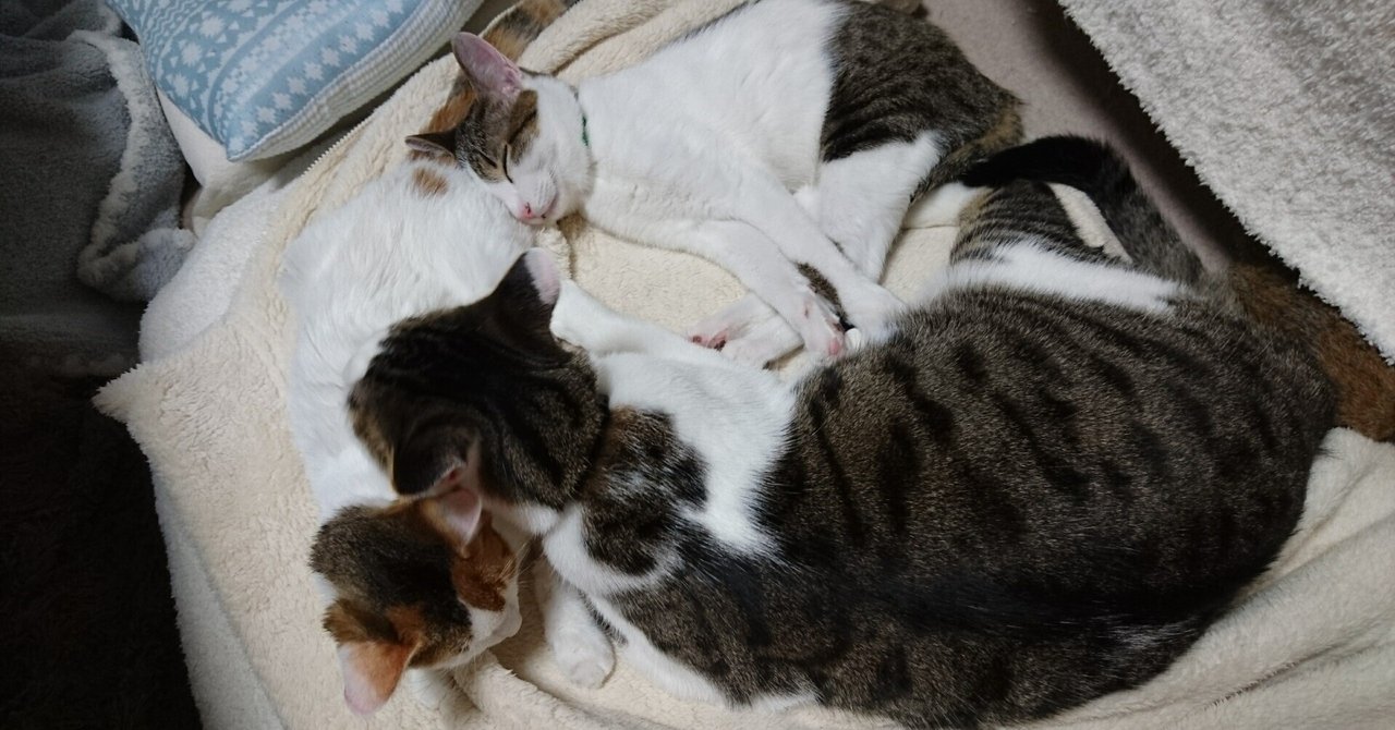 奇跡講座WB実践81 復習61、62｜(Linp&Ruru)本当の自分を知り、本当の自分として生きる