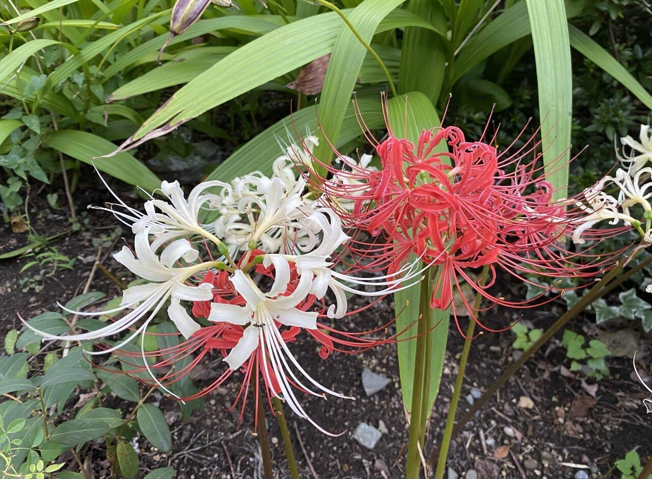 紅白の彼岸花 ｜之哲／Yuki Satoru