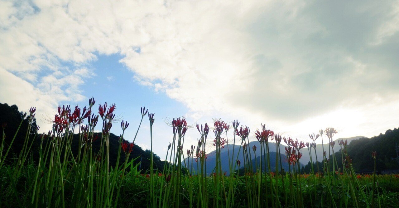 彼岸花と、終わりとはじまり｜*michi*｜note