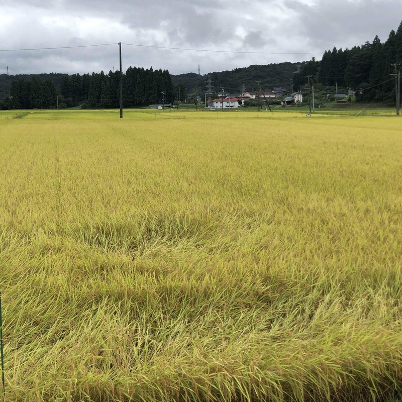 実るほど頭を垂れる稲穂かな｜加藤隆太（kato ryuta）