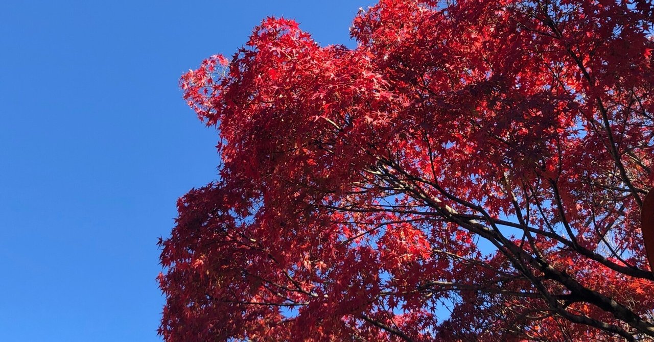 【番外編】京都の紅葉どこに行った？ vol.1｜D-RASHISA