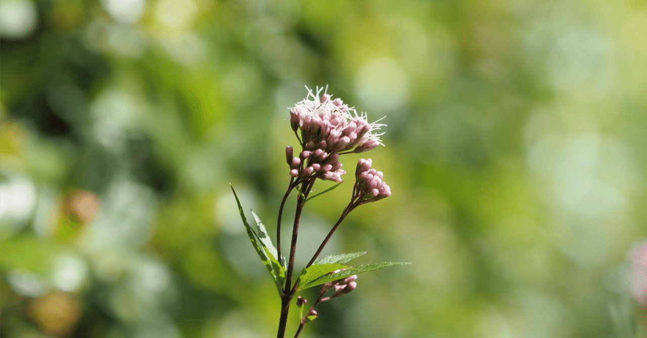 新月の12星座星よみ 2022/9/26-10/9｜note.kaori