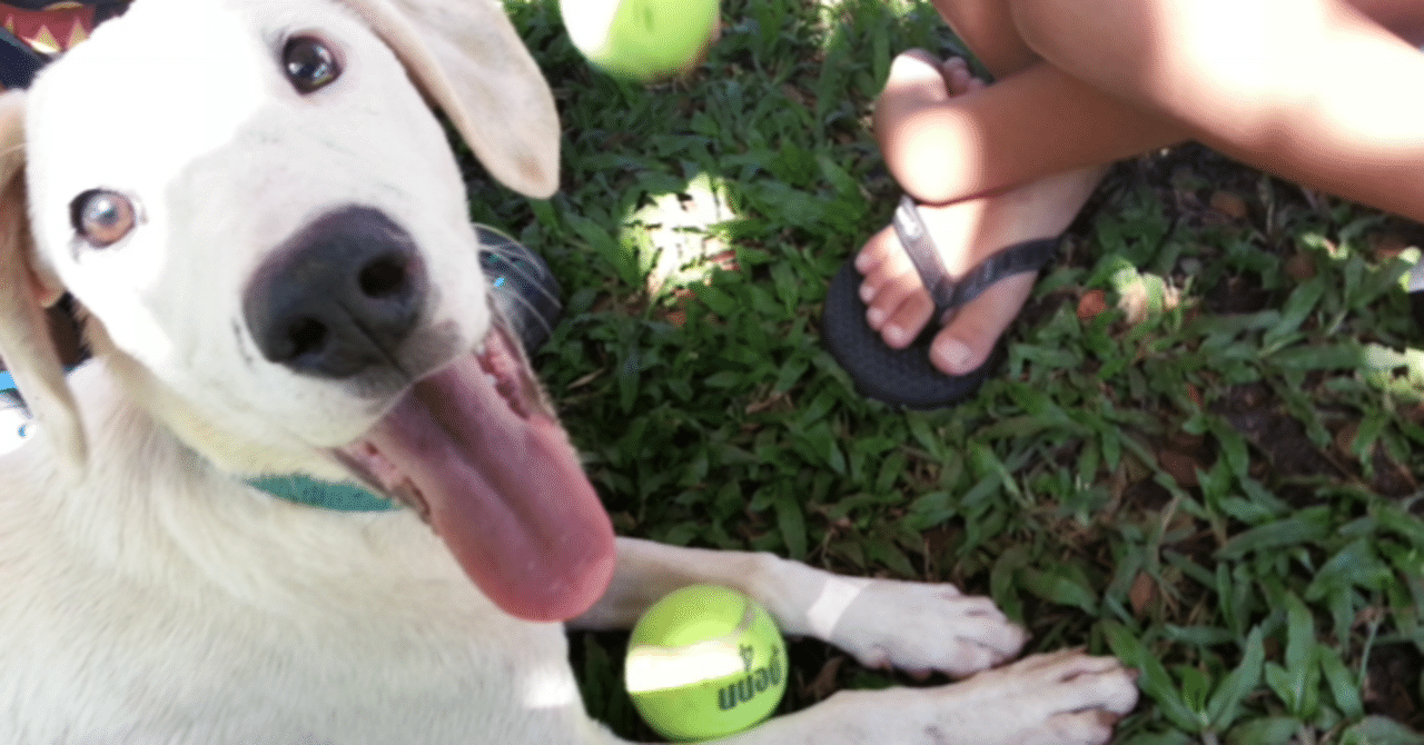 うちの子 ピーチ🐶｜sunshine yoko｜note