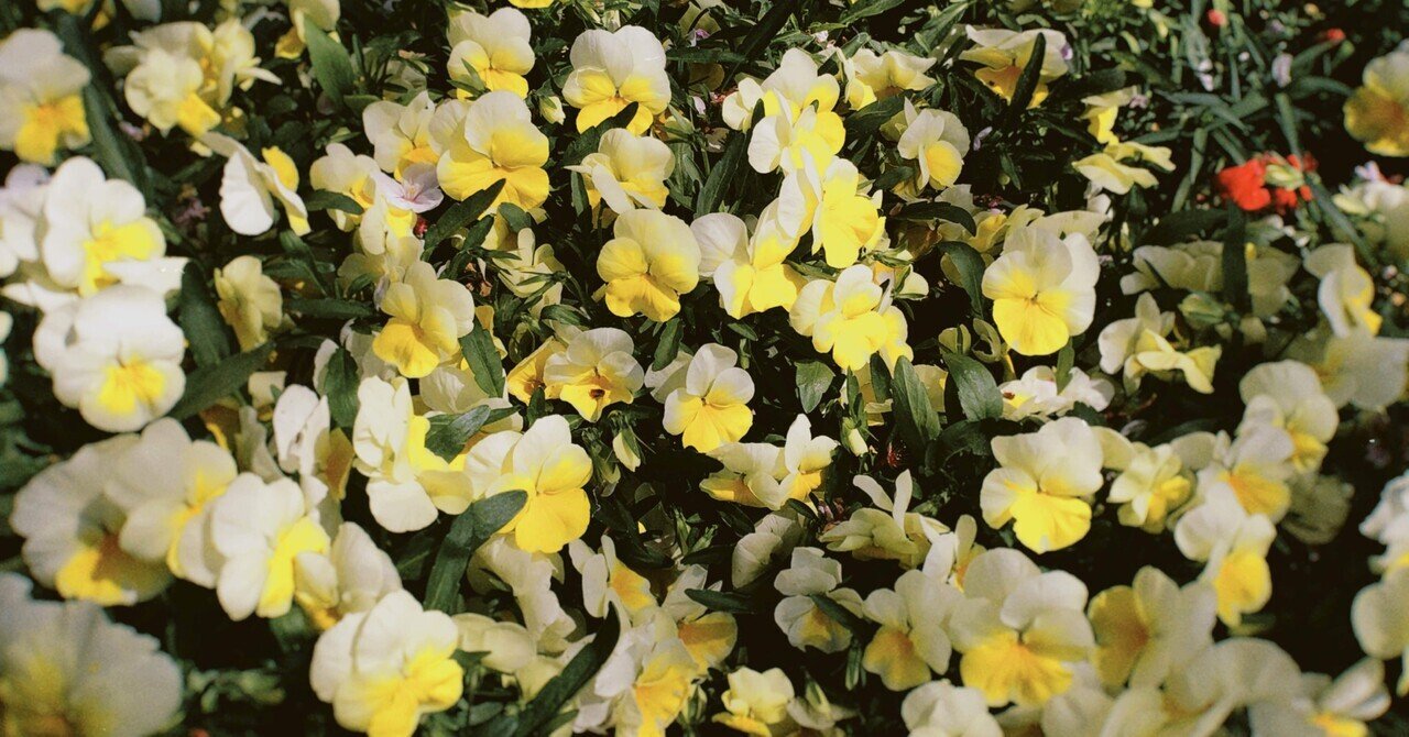 飽き性過ぎて、大事な物が見つからない女｜sameri