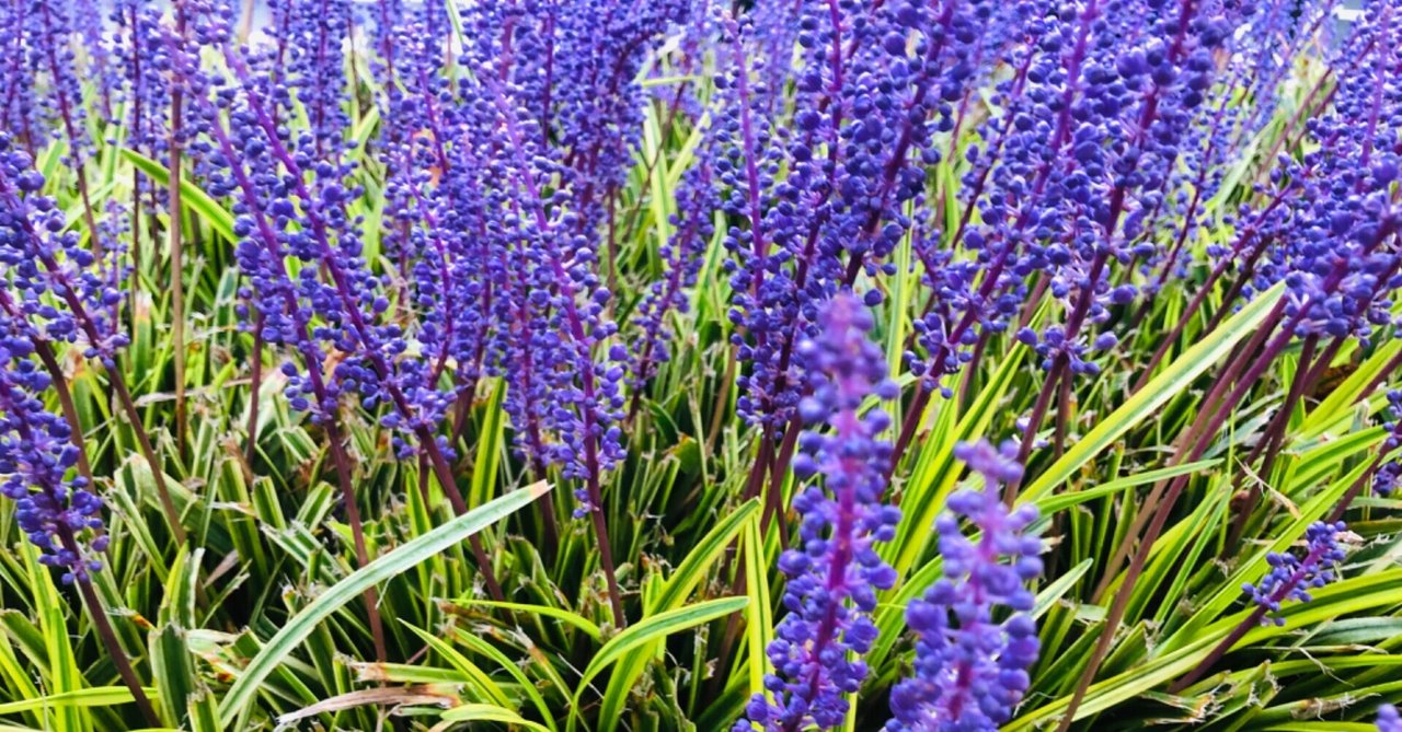 抱えきれなくなるまで自分の思いを無視すること｜Stella garden‐ステラガーデン‐｜井藤雅子｜note