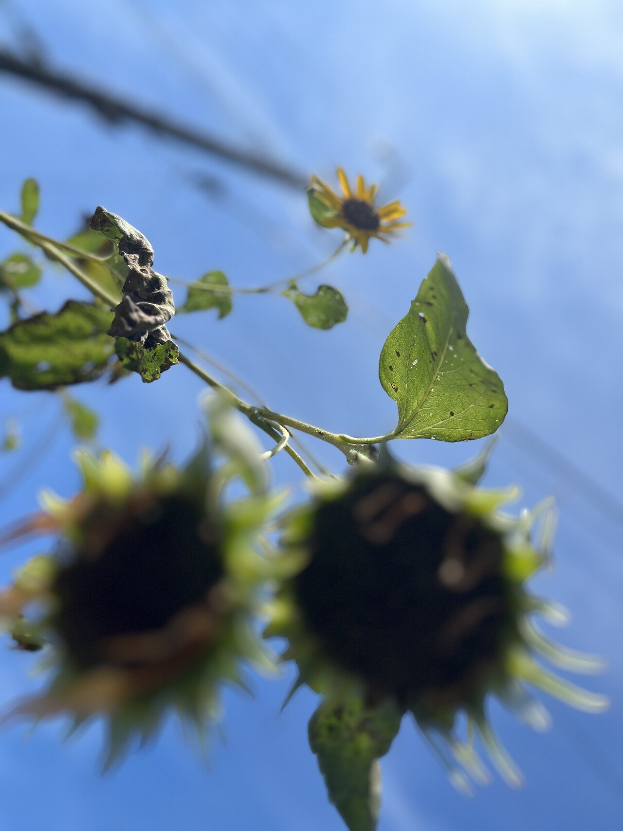夏が名残惜しい｜Ryosuke Matsusima