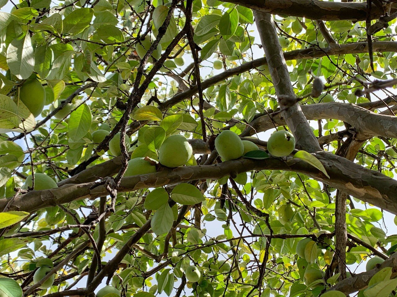 たまに行く公園 今年もカリンのような、実っていました｜akari'n
