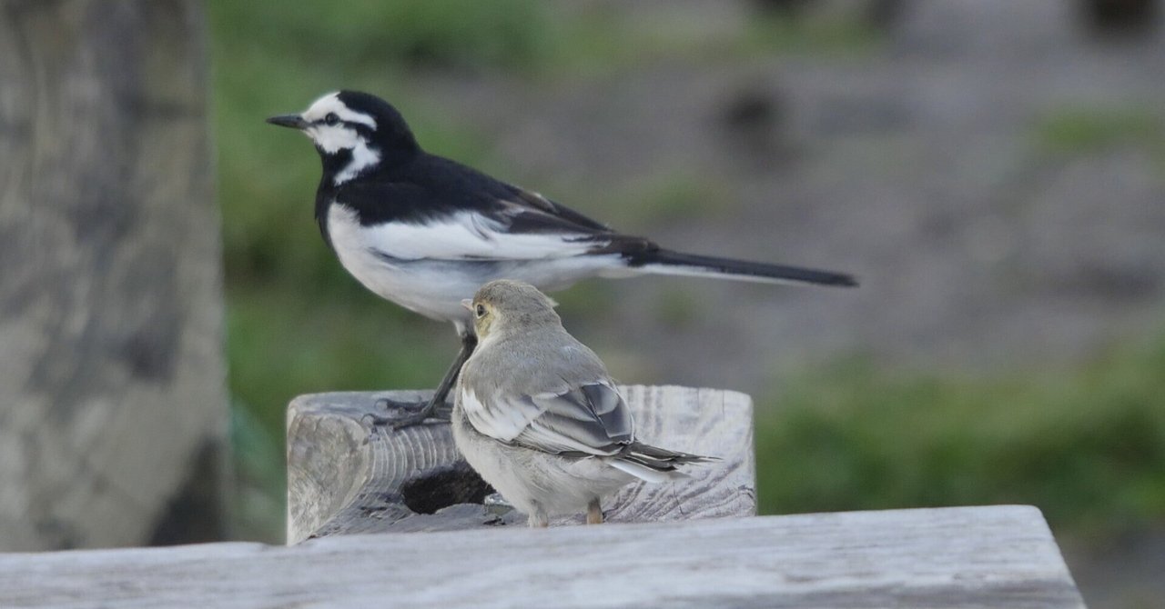 【セキスペ試験まで10日】進捗65.1％｜Chacoder