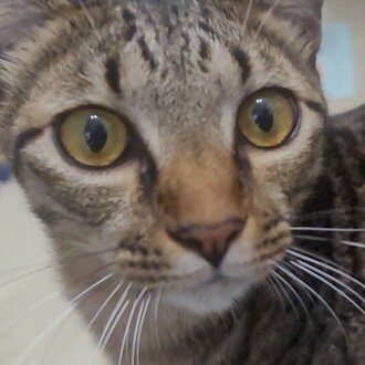 Adelの獲物｜note