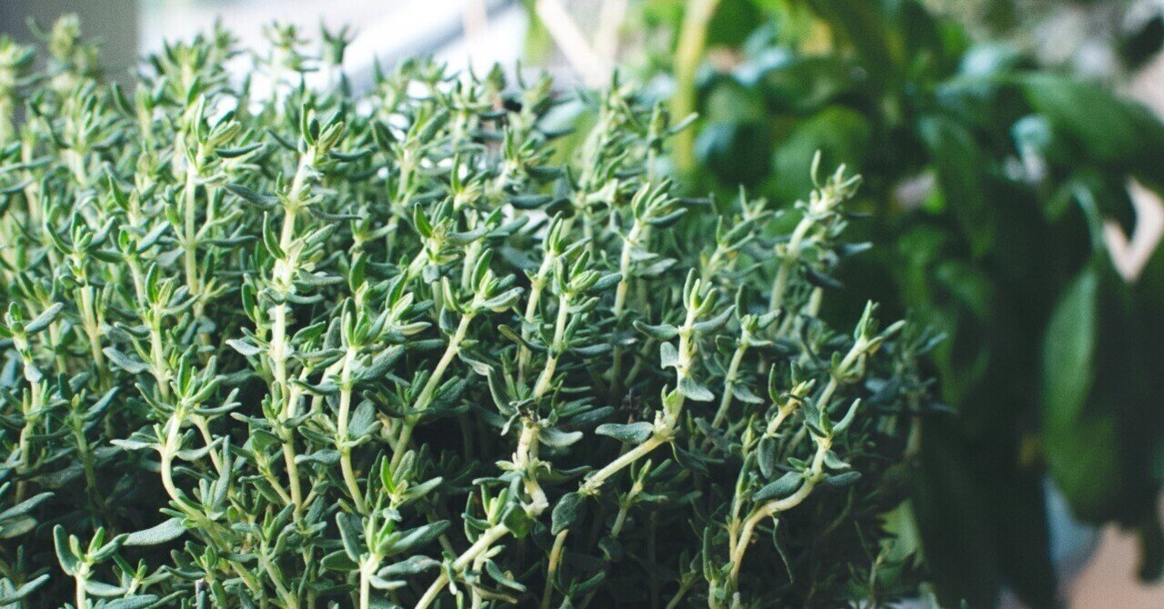 minority流ハーブチンキ深掘り解説！｜_mi_no_ri_ty_