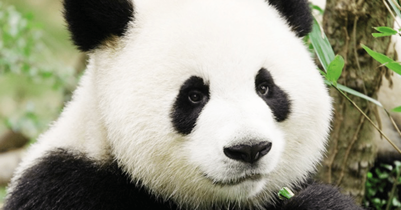 中京11R・シリウスS 予想｜PhanTam｜note