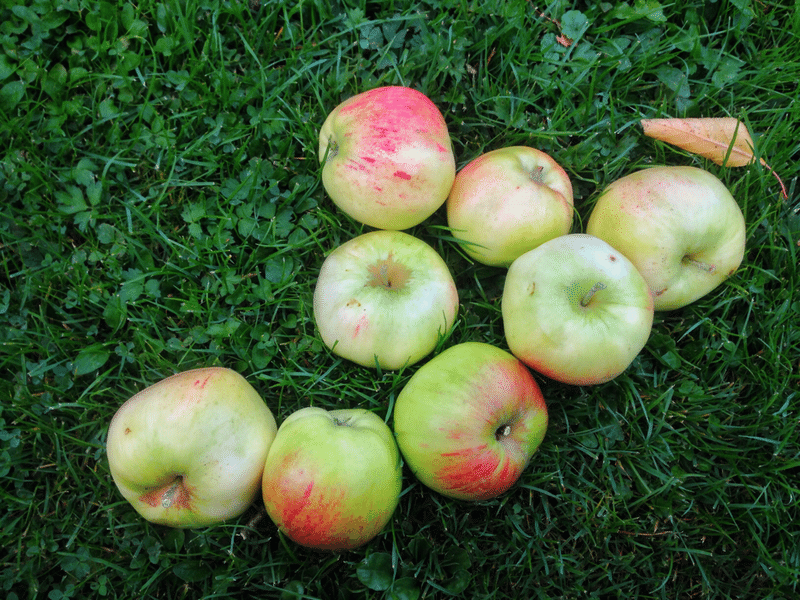 エストニア、りんごの季節｜Maruko｜note