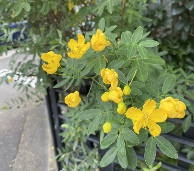 今朝の街角の花々｜之哲／Yuki Satoru