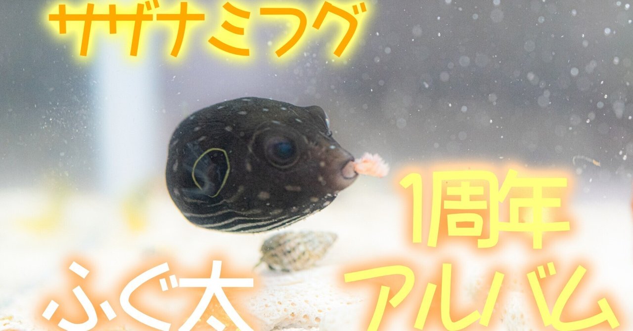 サザナミフグ ふぐ太の写真 White-spotted puffer Fuguta Photo｜yohaku_photo