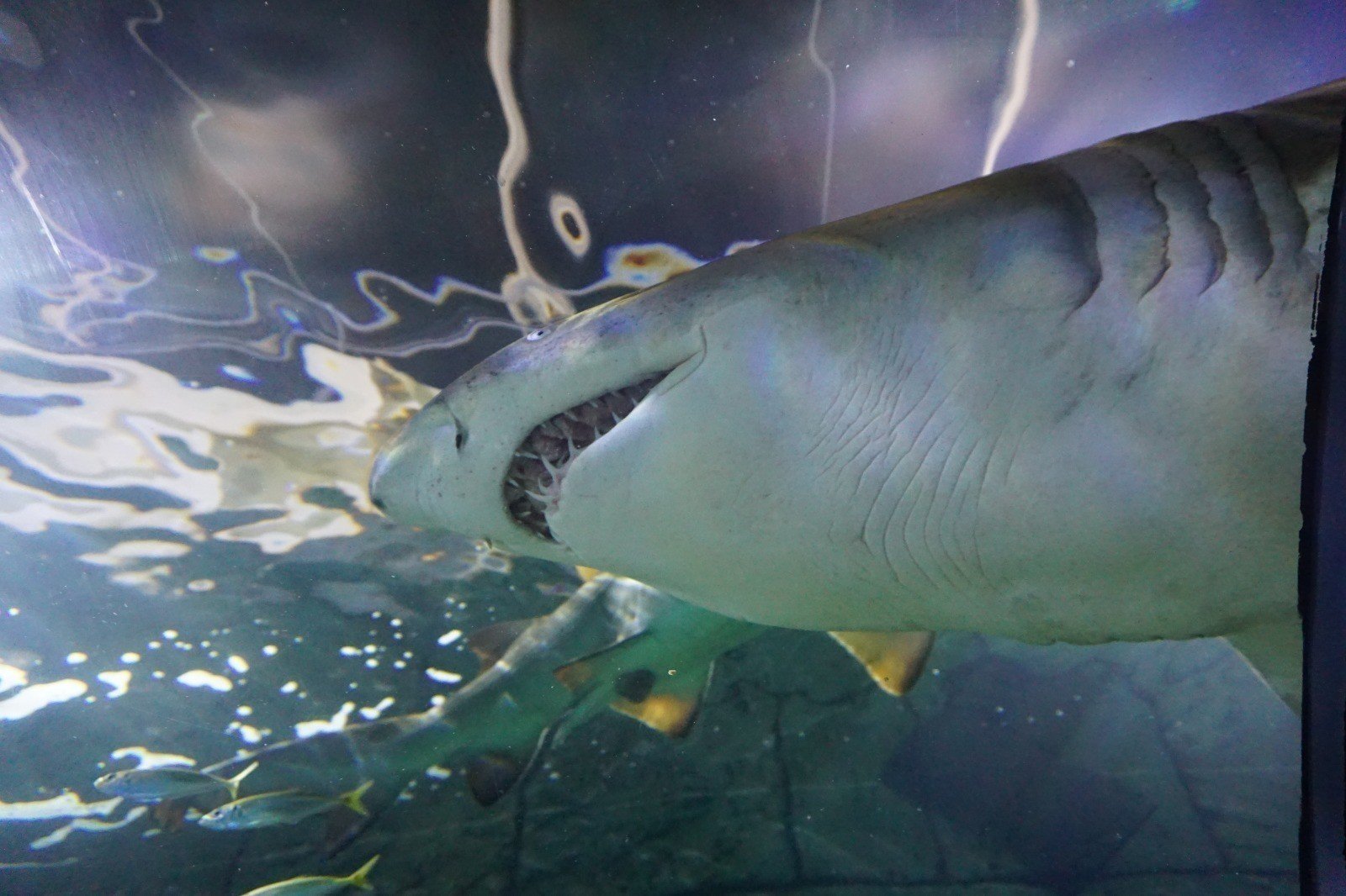 佐藤文香 Sato Ayaka｜note