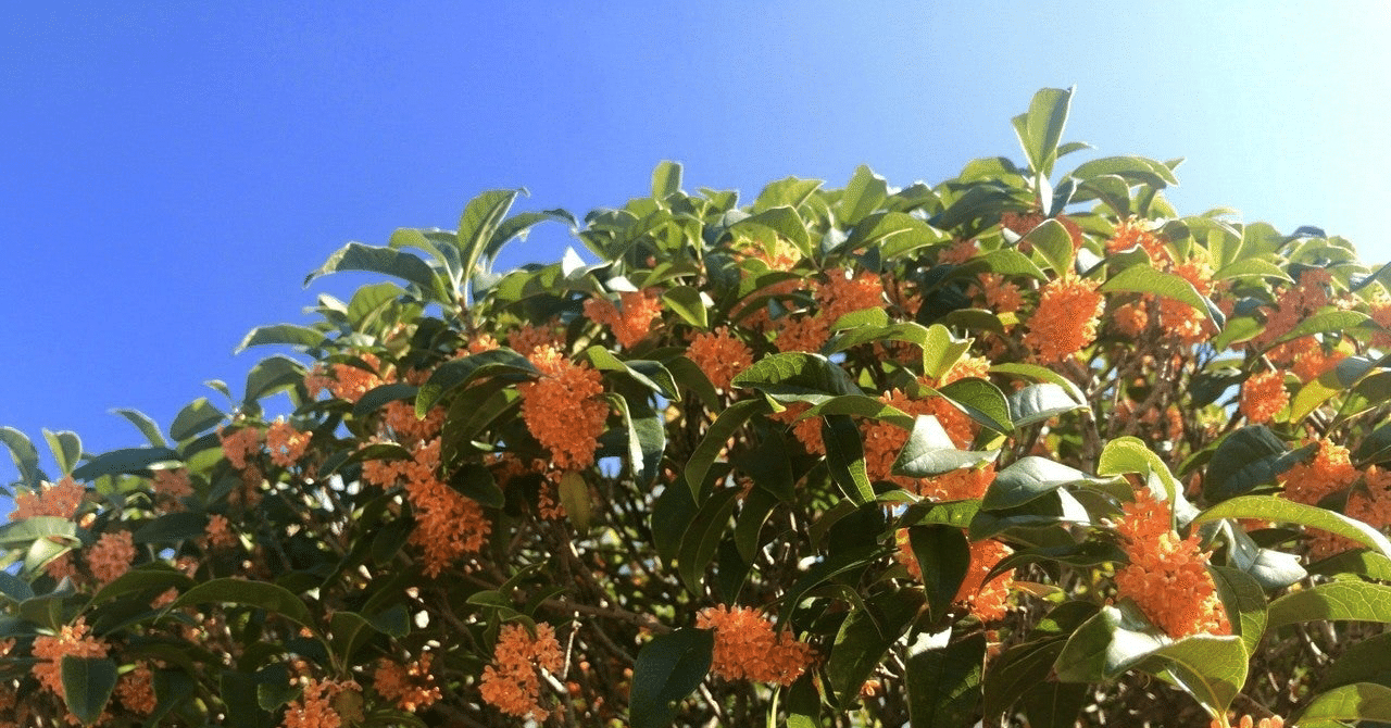 秋を感じた話＃2｜Chikabooの日常。