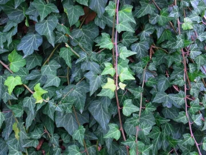 散歩｜Chiho Ozawa｜note