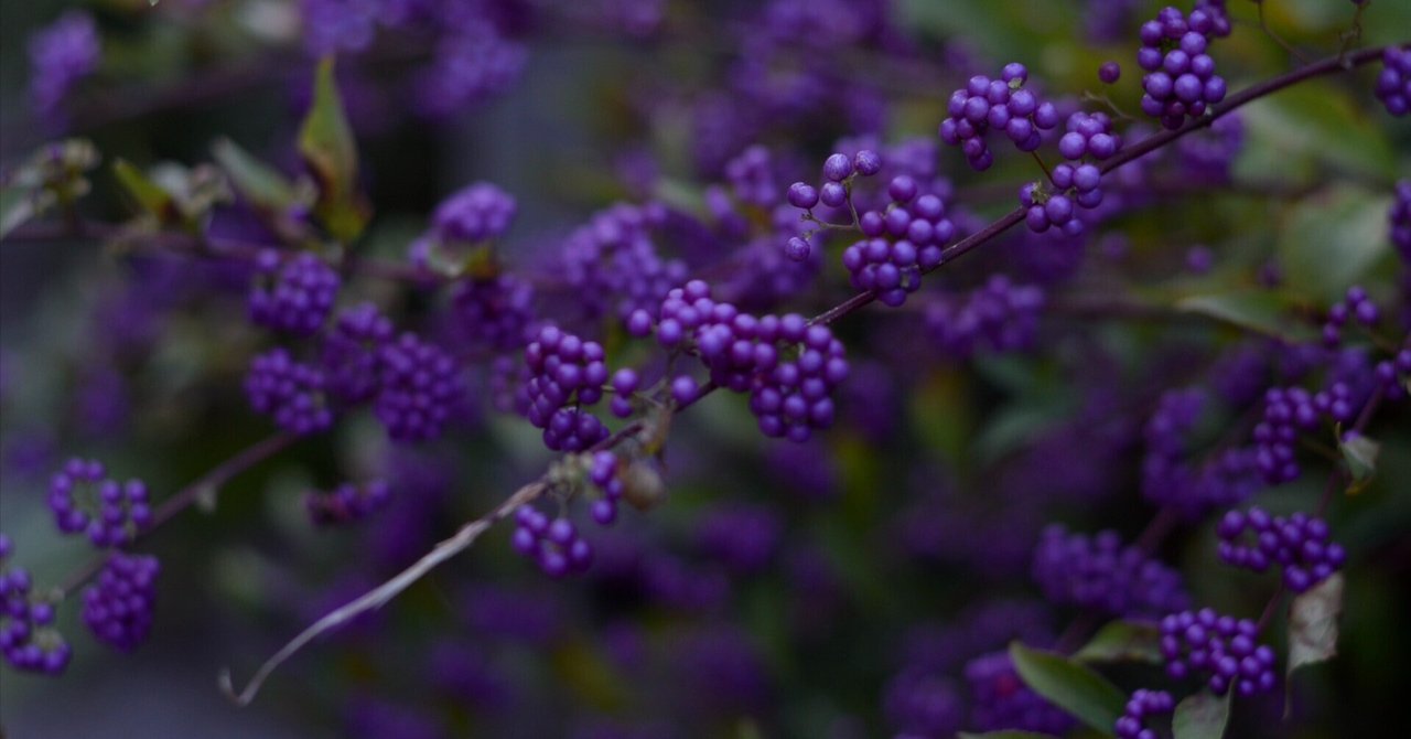 秋は紫｜季節花人 | Shoko Kondo