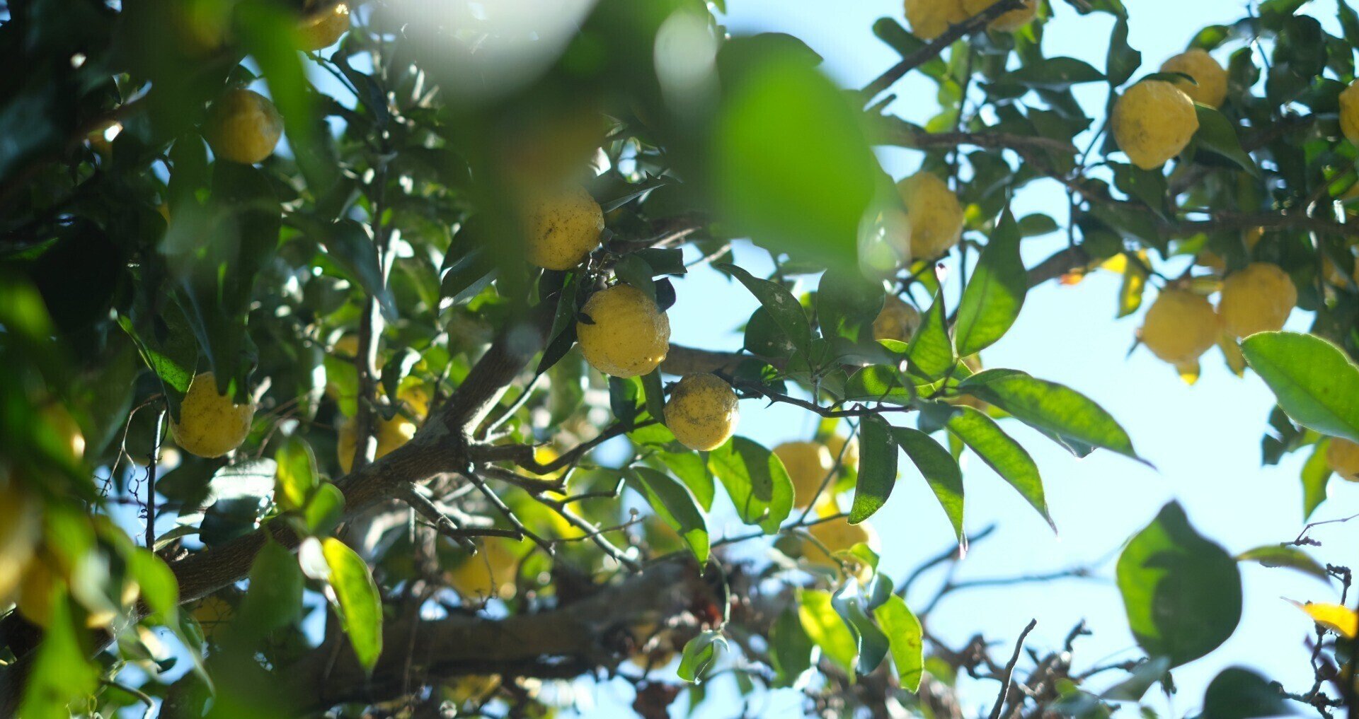 そにのわの台所katte｜note