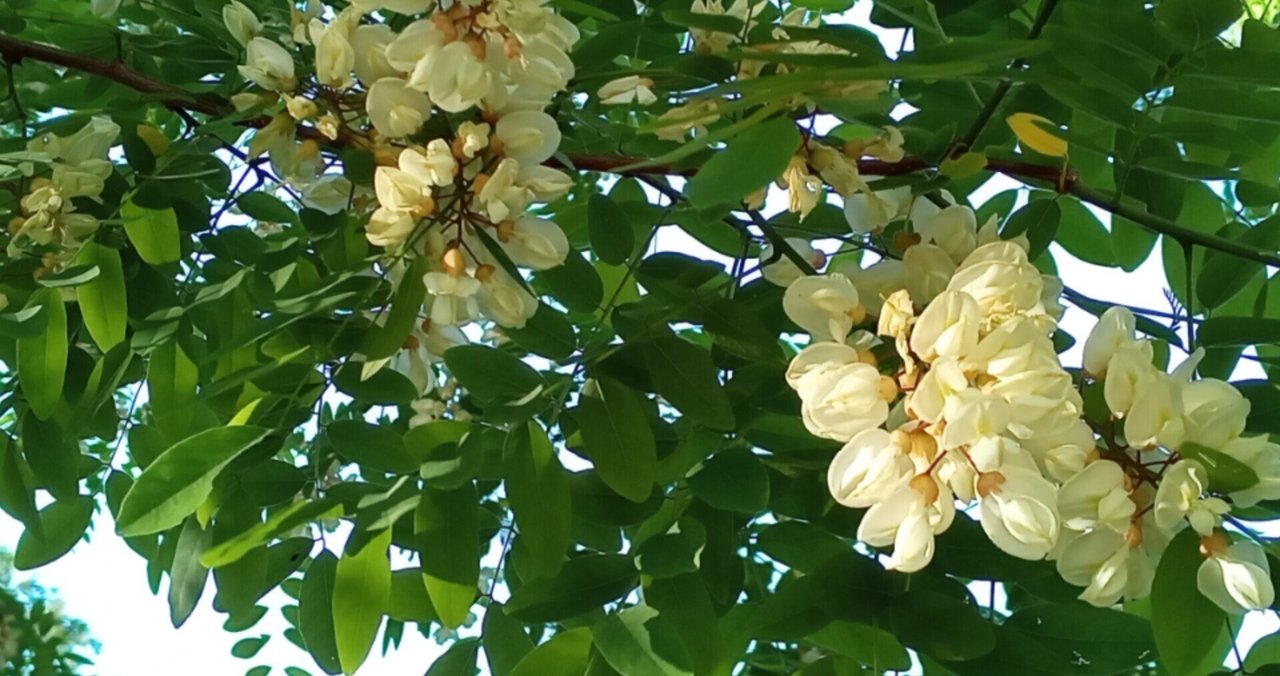 ニセアカシア｜Itsuki_Gabriel_Og｜note