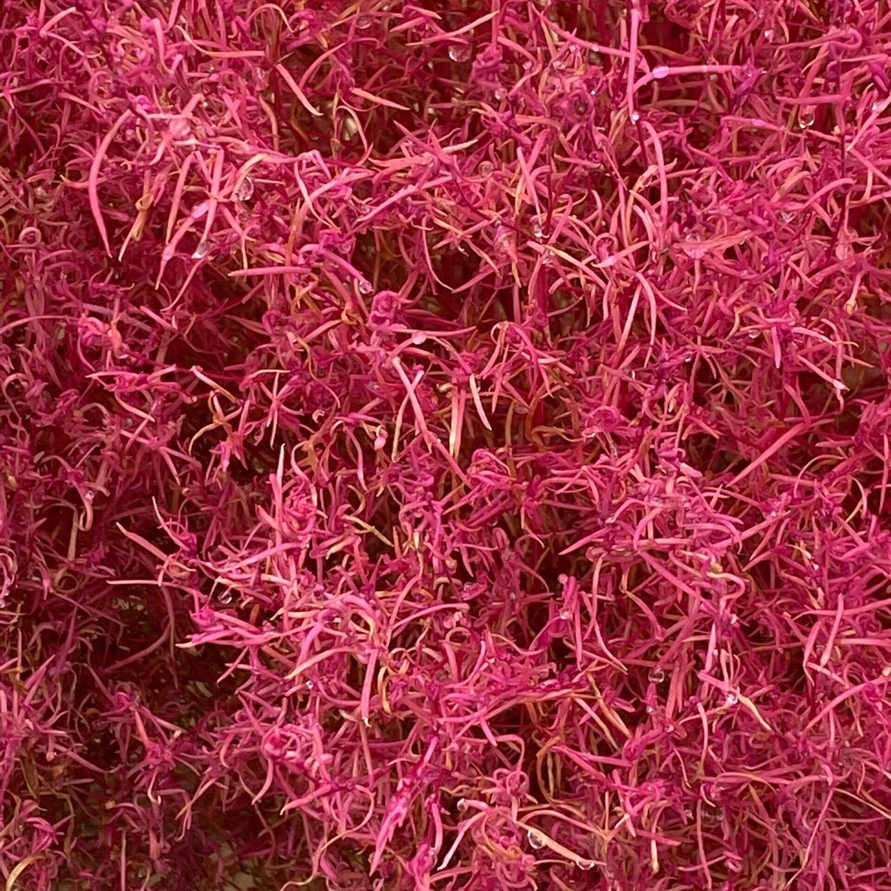 御近所さん3｜kenji comp