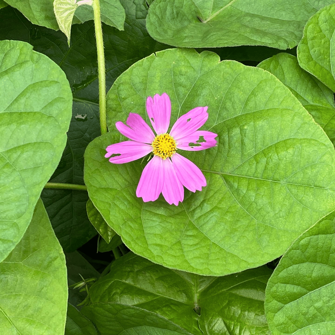 御近所さん3｜kenji comp