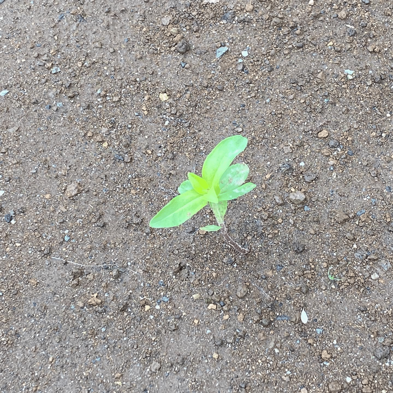 御近所さん3｜kenji comp