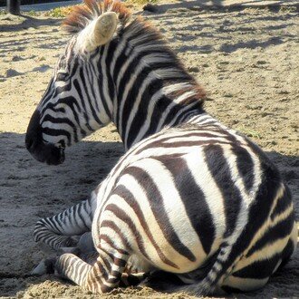 zebra｜note