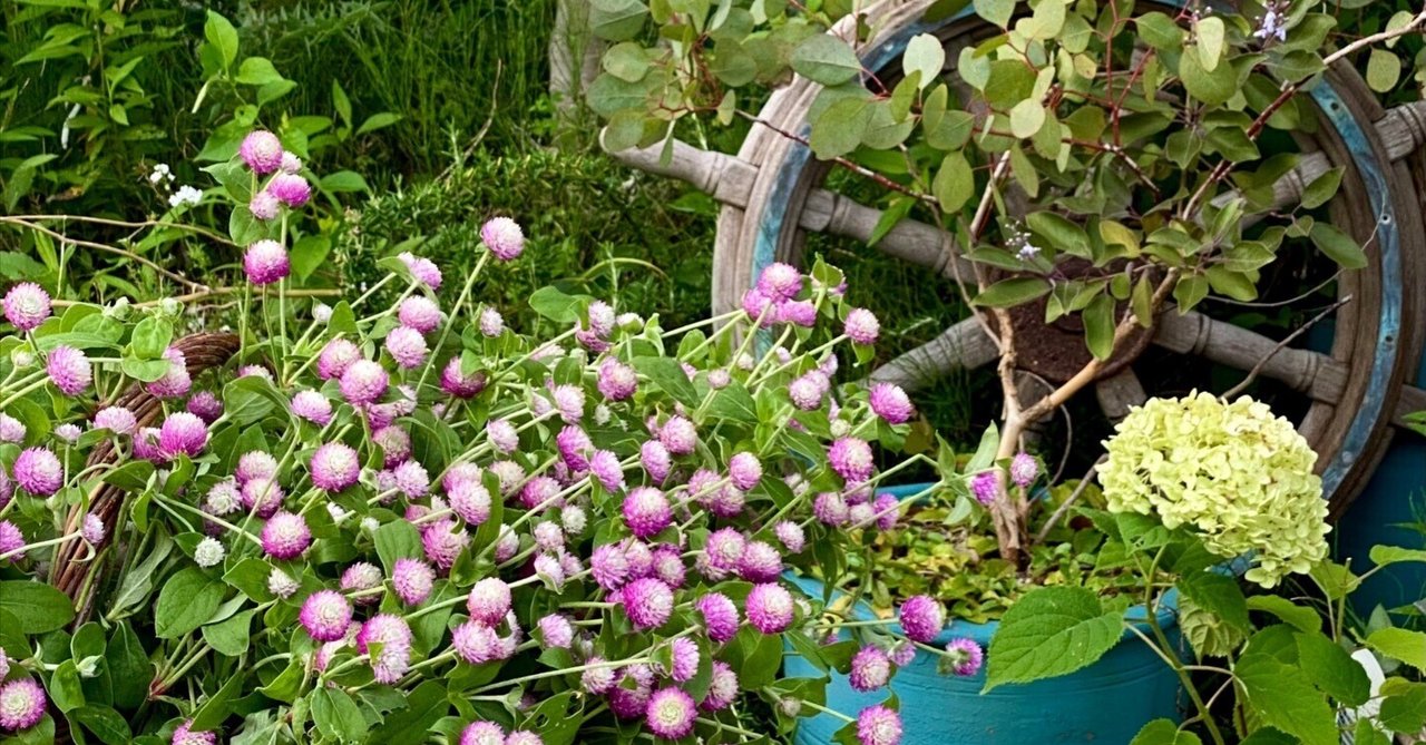 秋の庭からー「寒露」と「センニチコウ」のお話｜haco 🍀ガーデンプランナー🌱庭のある暮らし植物のある暮らし