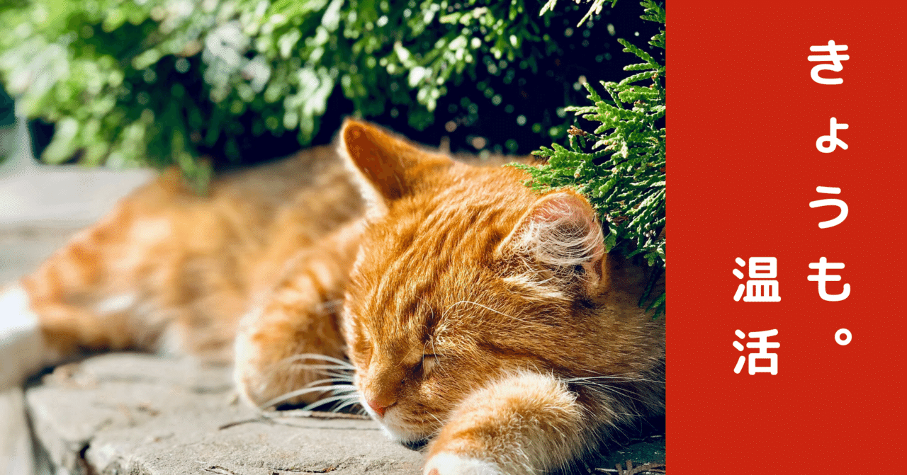 【温活】9日目🍁 今日は、おでこをそって、顔色アップ☺️💞 いい姿勢で、今週も乗り越えて行こう 温活メニュー https://note.com/hayashi_cat/n ...