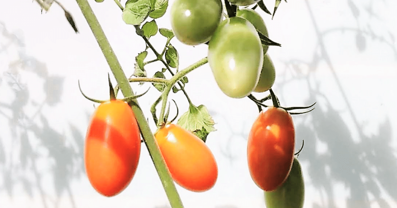 2022年夏の野菜づくり まとめ｜kame