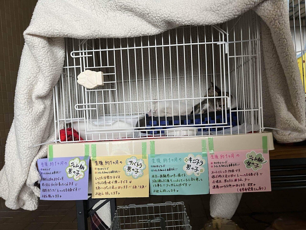 NPO法人アニマルホームOhana｜note