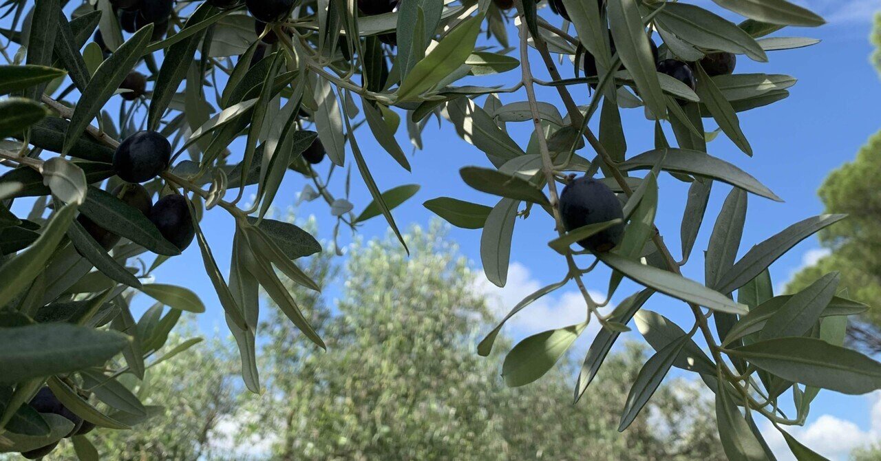 私の本音｜OTA YUKI