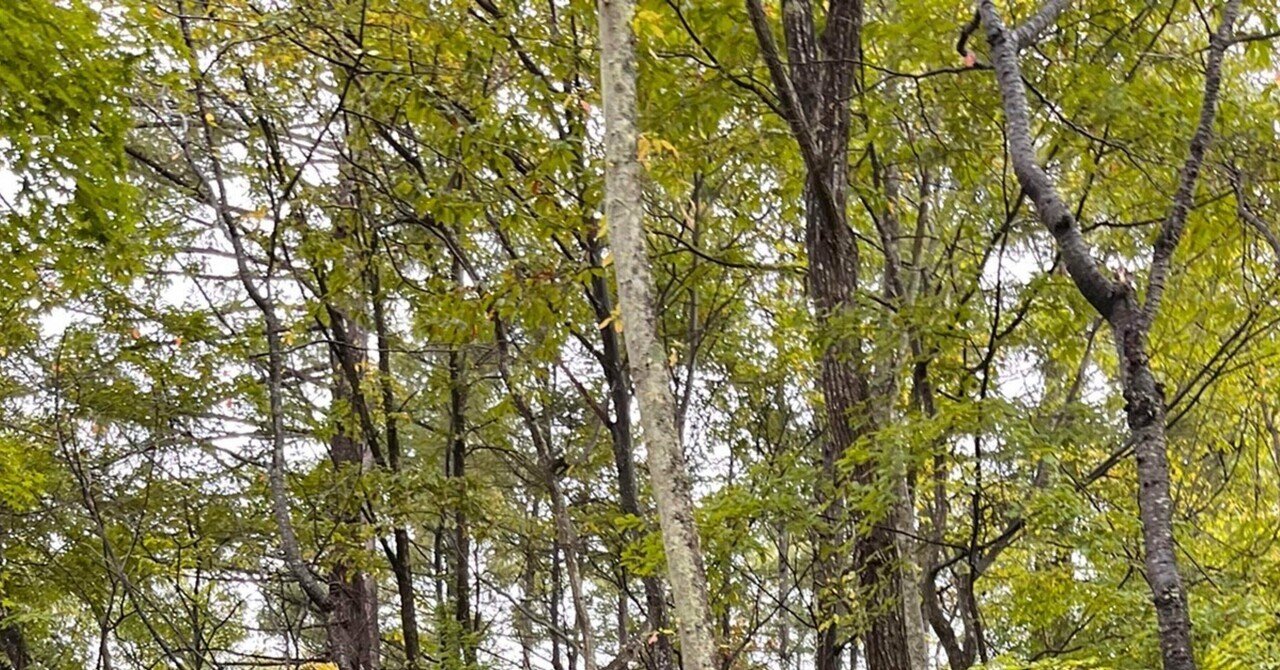 悲願のJ1昇格なるか…との記事｜ミッチーマウス