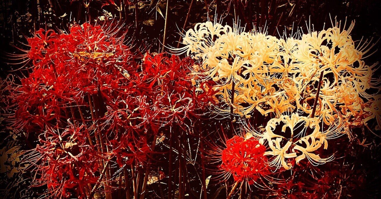 雑文｜yomoda_tamaki｜note