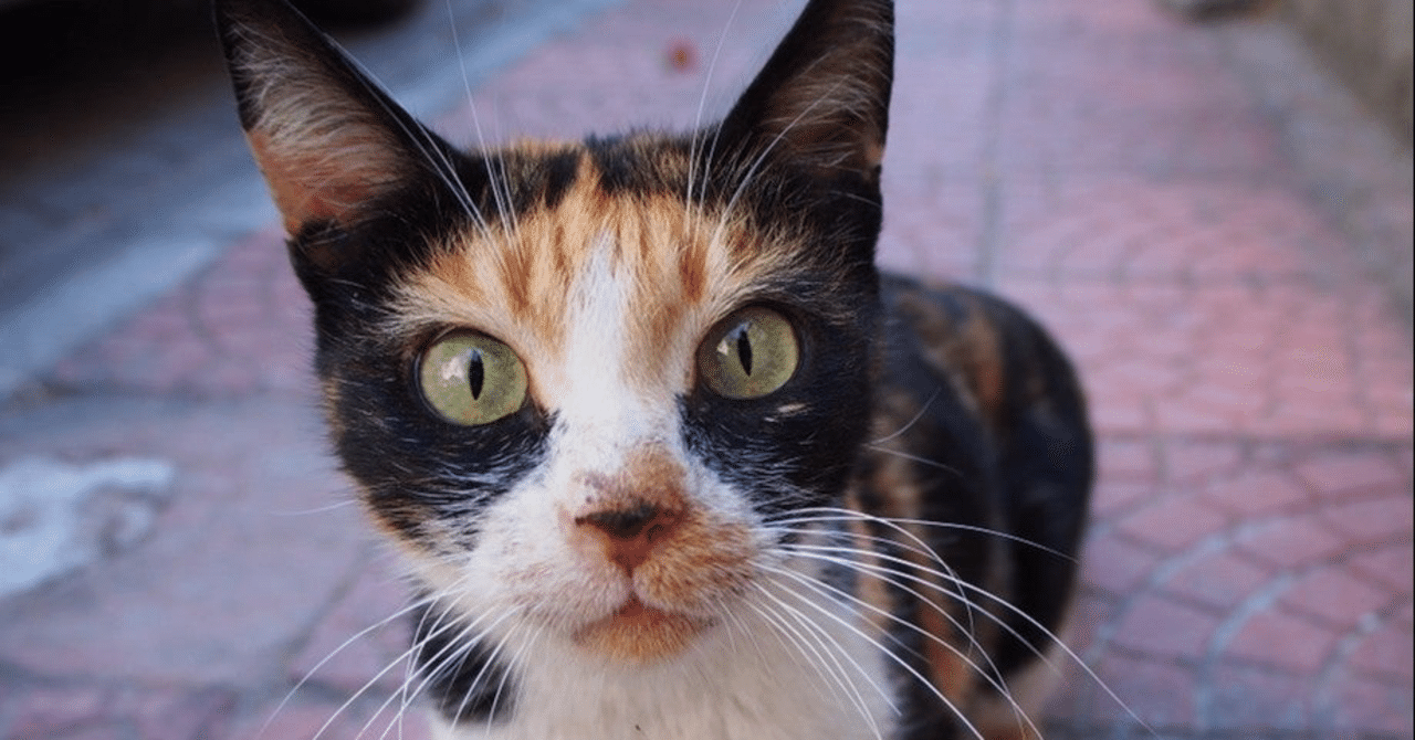 のんびり昼出社、次に何が欲しい？｜遠藤さやえんどう｜note