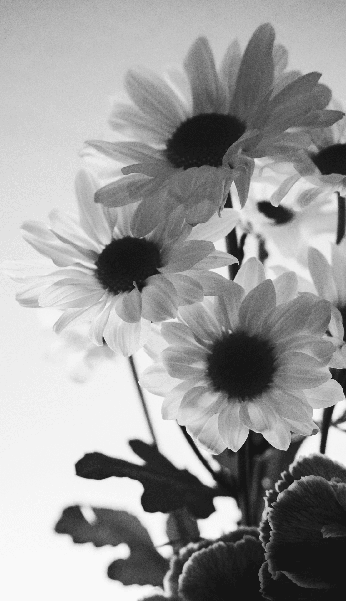 白｜Yutaka Kano｜note