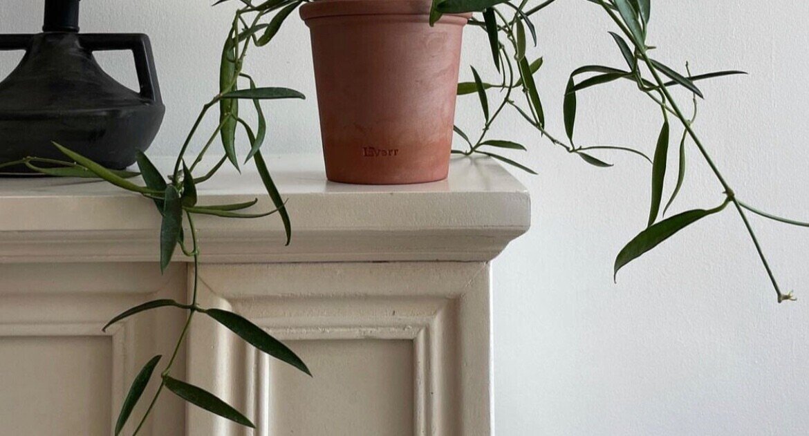 𝑨𝒔𝒖𝒌𝒂｜note