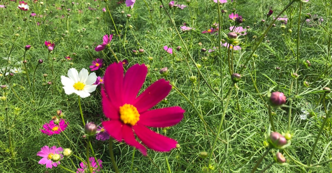 自分との約束を確かなものにするために。｜Stella garden‐ステラガーデン‐｜井藤雅子
