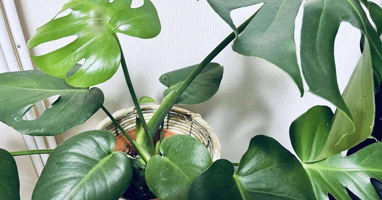 初セッション｜Yuko Kinoshita